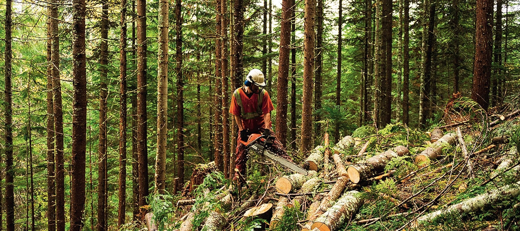 Forestry worker thinning trees to prevent large forest fires - Millstream Engineering